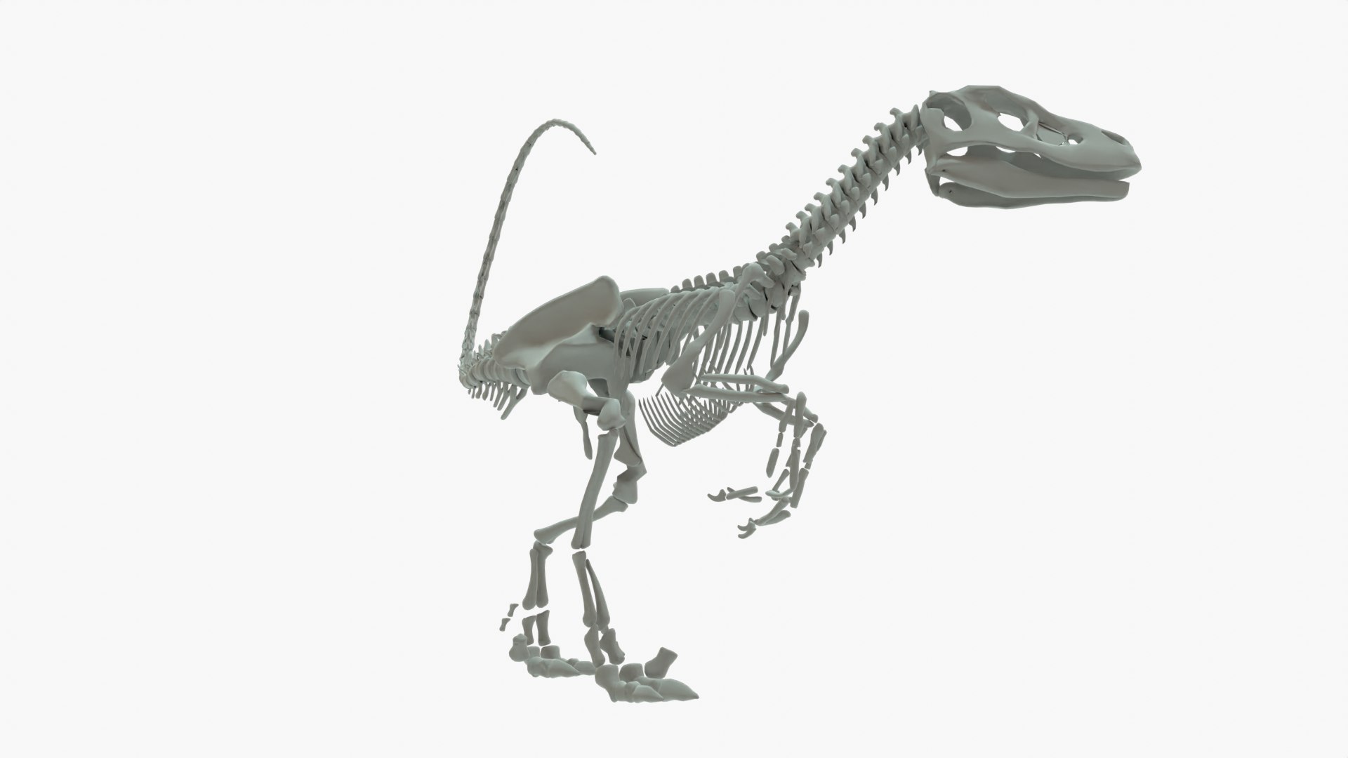 3D Velociraptor Rigged Skeleton model - TurboSquid 2067798