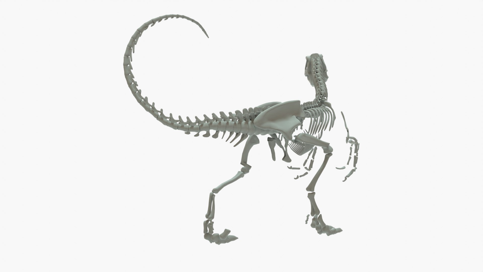 3D Velociraptor Rigged Skeleton model - TurboSquid 2067798