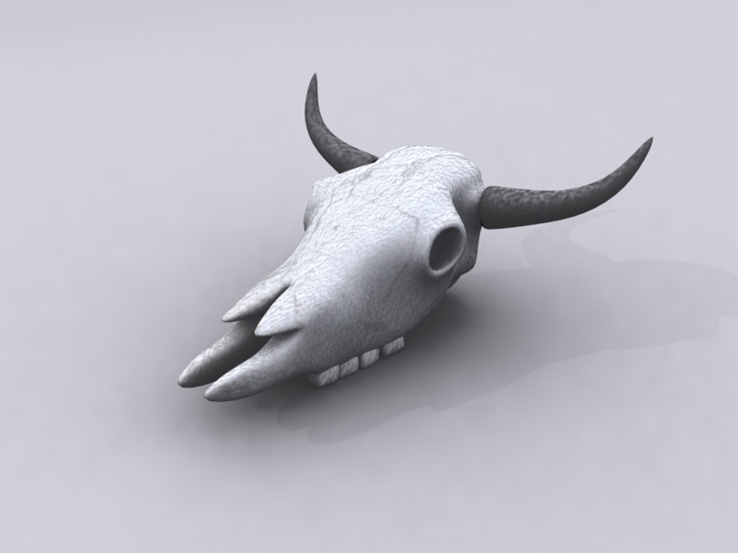 Cow Skull 3d Obj