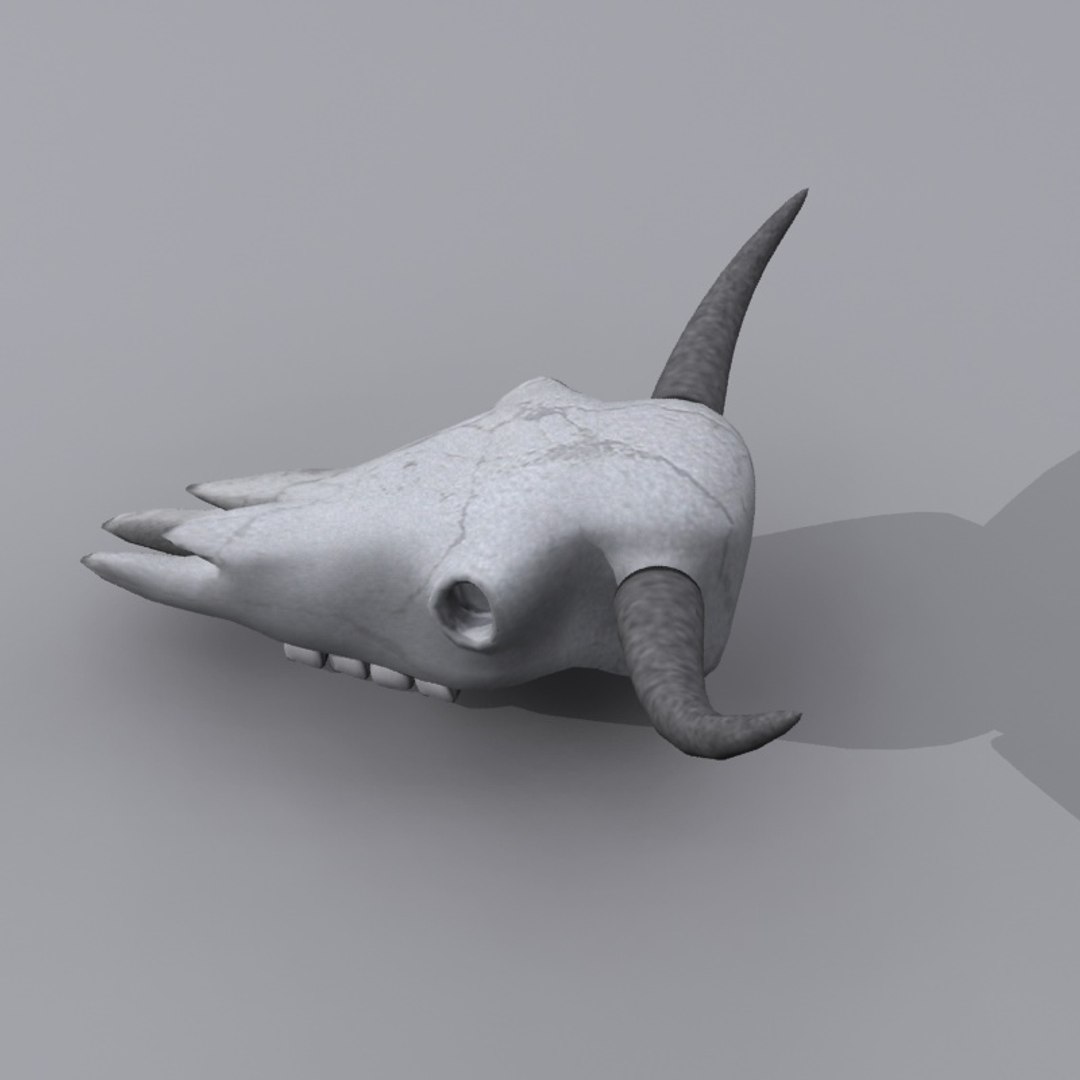 Cow Skull 3d Obj