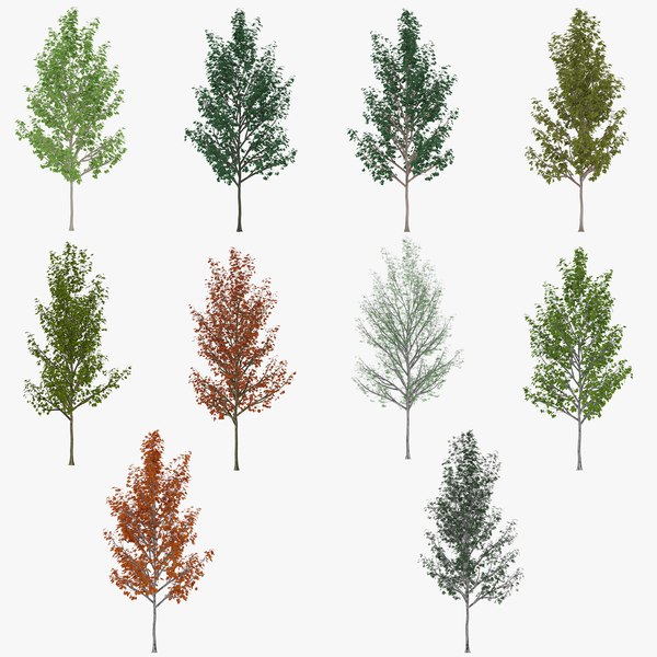 Deciduous Tree SketchUp Models for Download | TurboSquid