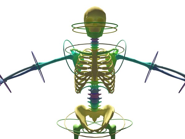 3D Clavicle Models | TurboSquid