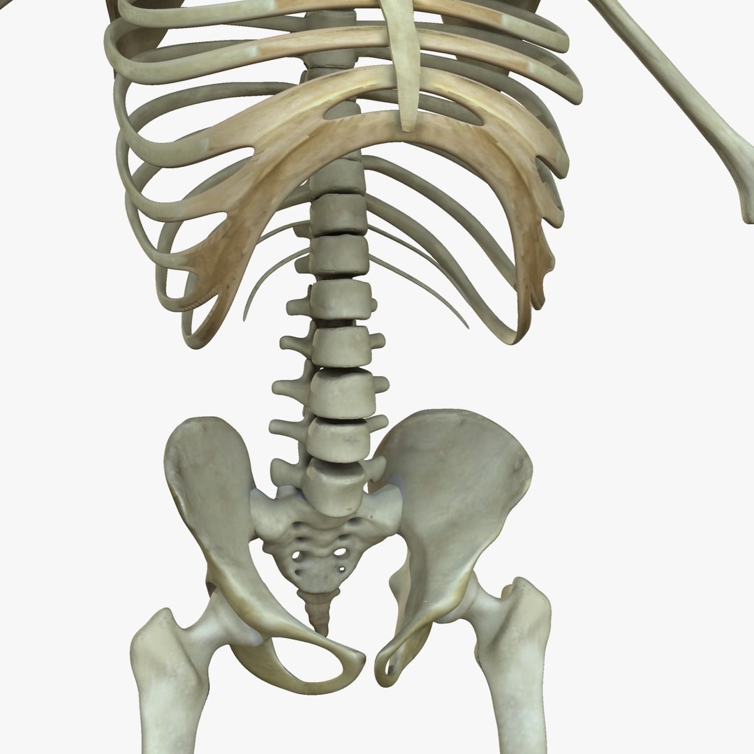 Male Human Skeleton Bone Obj