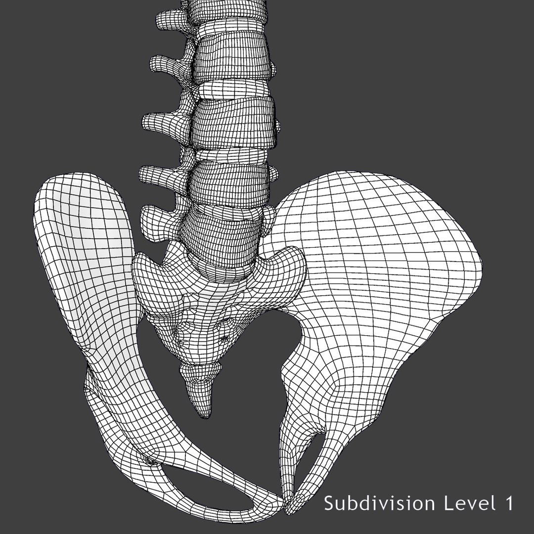Male Human Skeleton Bone Obj
