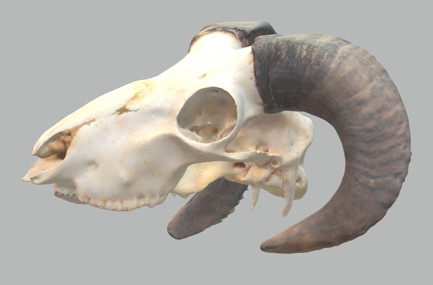 Ram s skull 3D model - TurboSquid 1330699