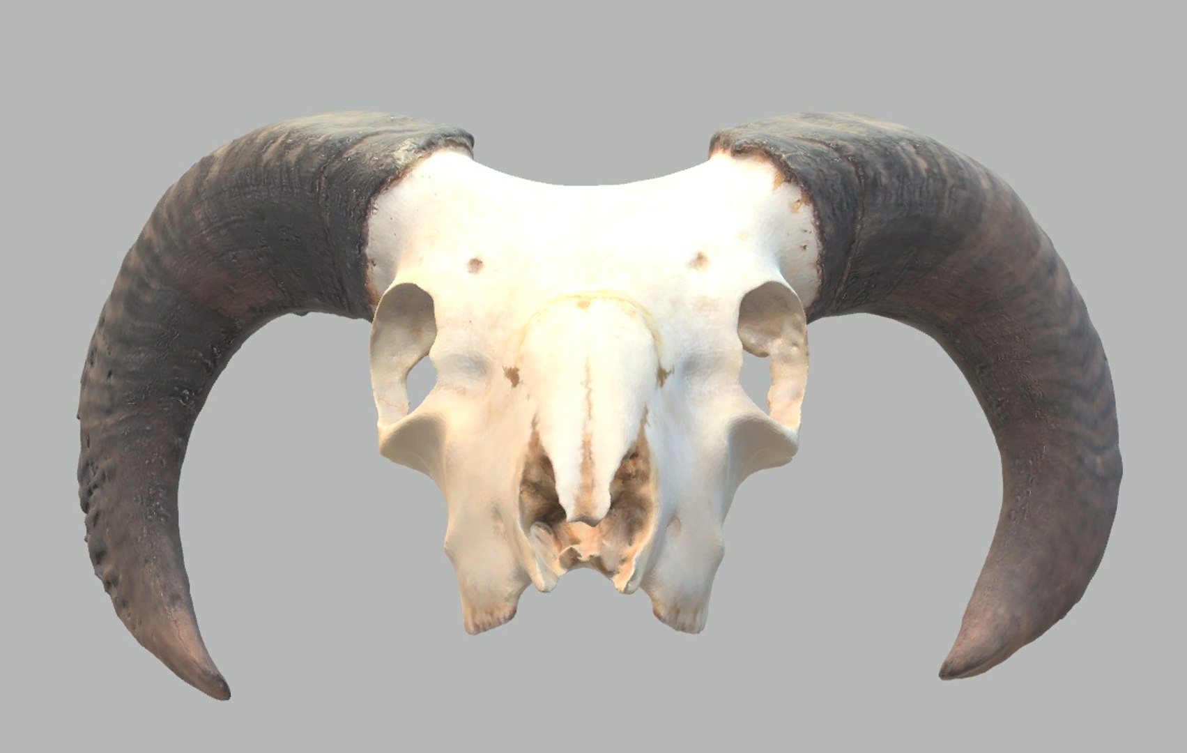 Ram s skull 3D model - TurboSquid 1330699