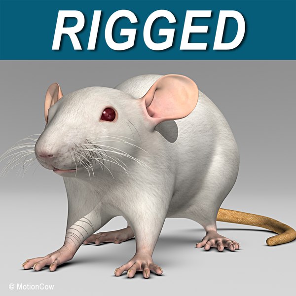 Blender Rat Models | TurboSquid