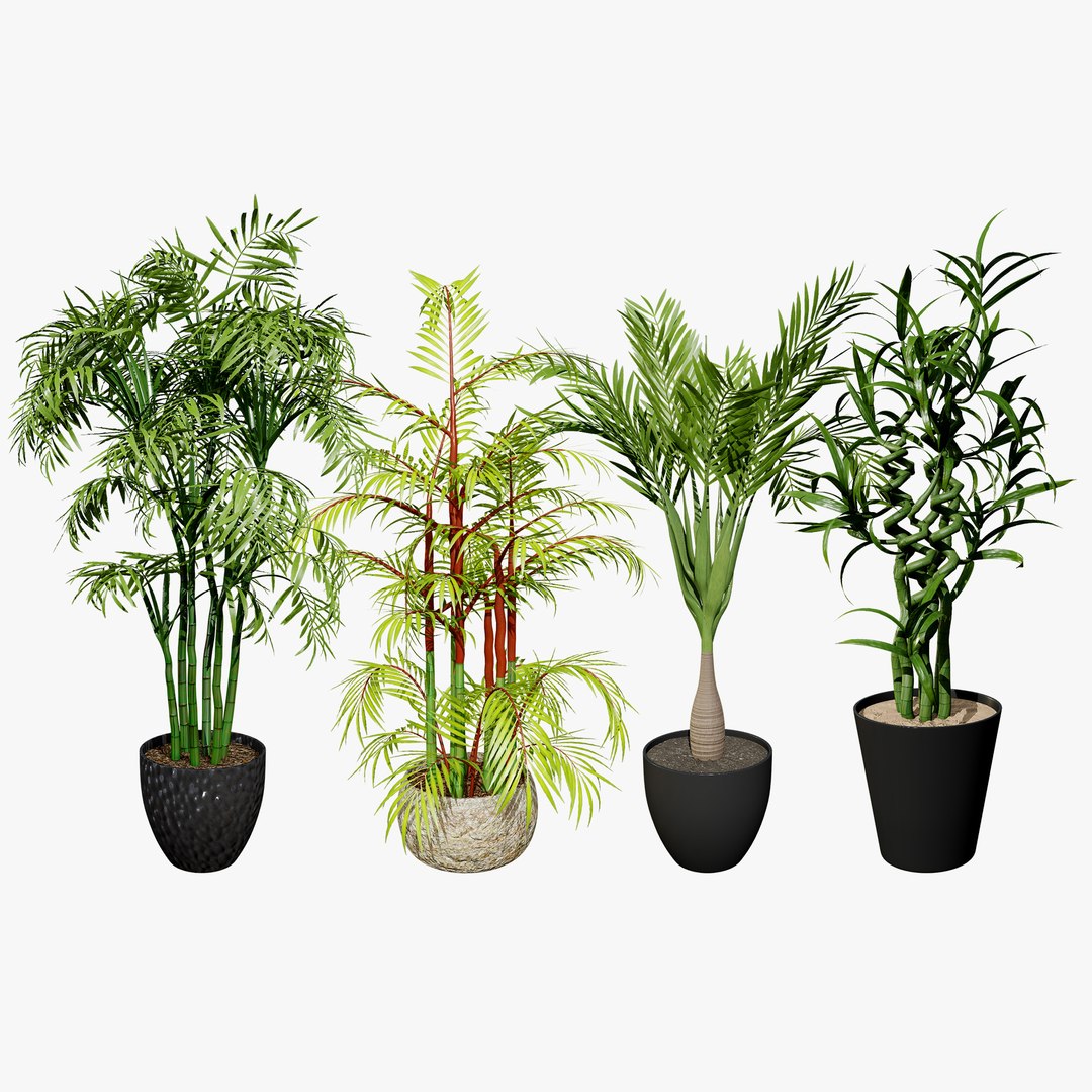 Indoor Palm Collection Model - TurboSquid 2257850