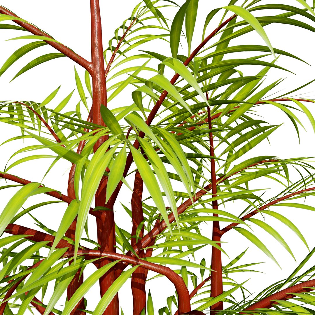 Indoor Palm Collection Model - TurboSquid 2257850