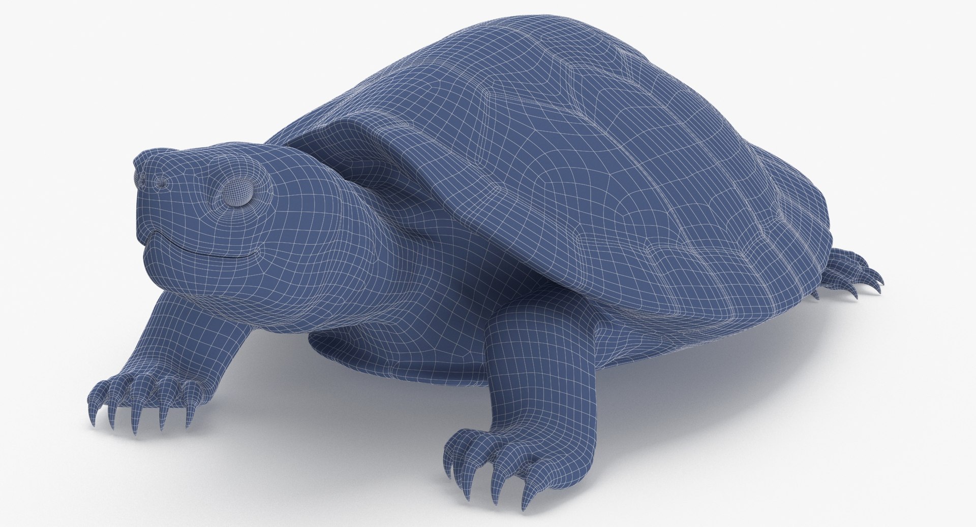 3D Red Eared Slider Model - TurboSquid 2060378