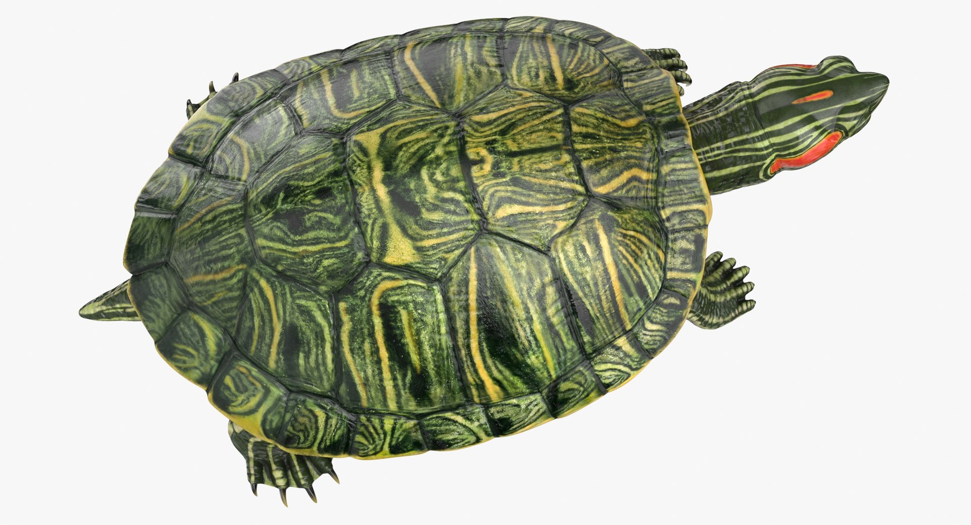 3D Red Eared Slider Model - TurboSquid 2060378