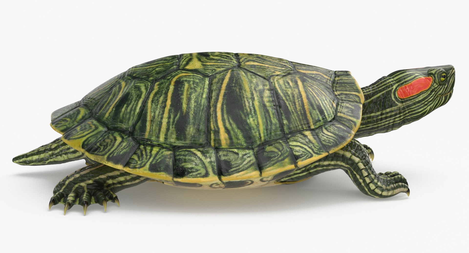 3D Red Eared Slider Model - TurboSquid 2060378