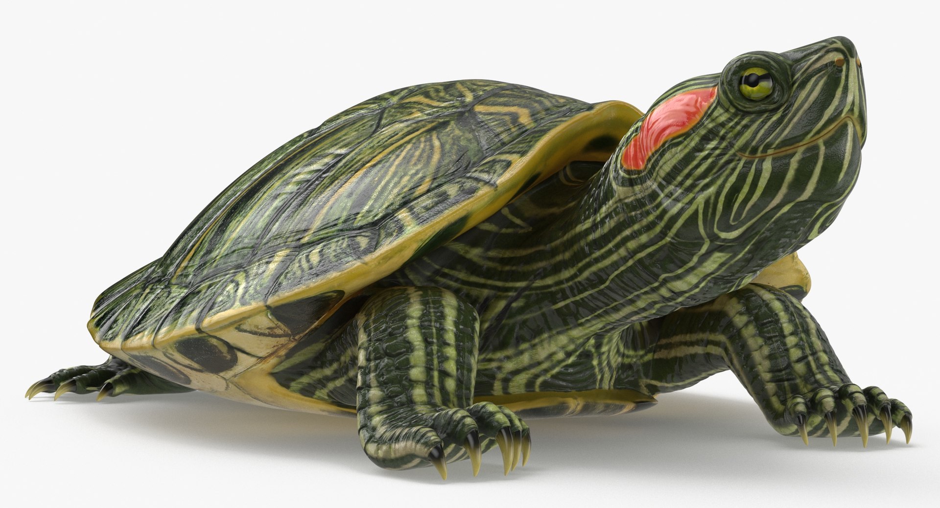 3D Red Eared Slider Model - TurboSquid 2060378