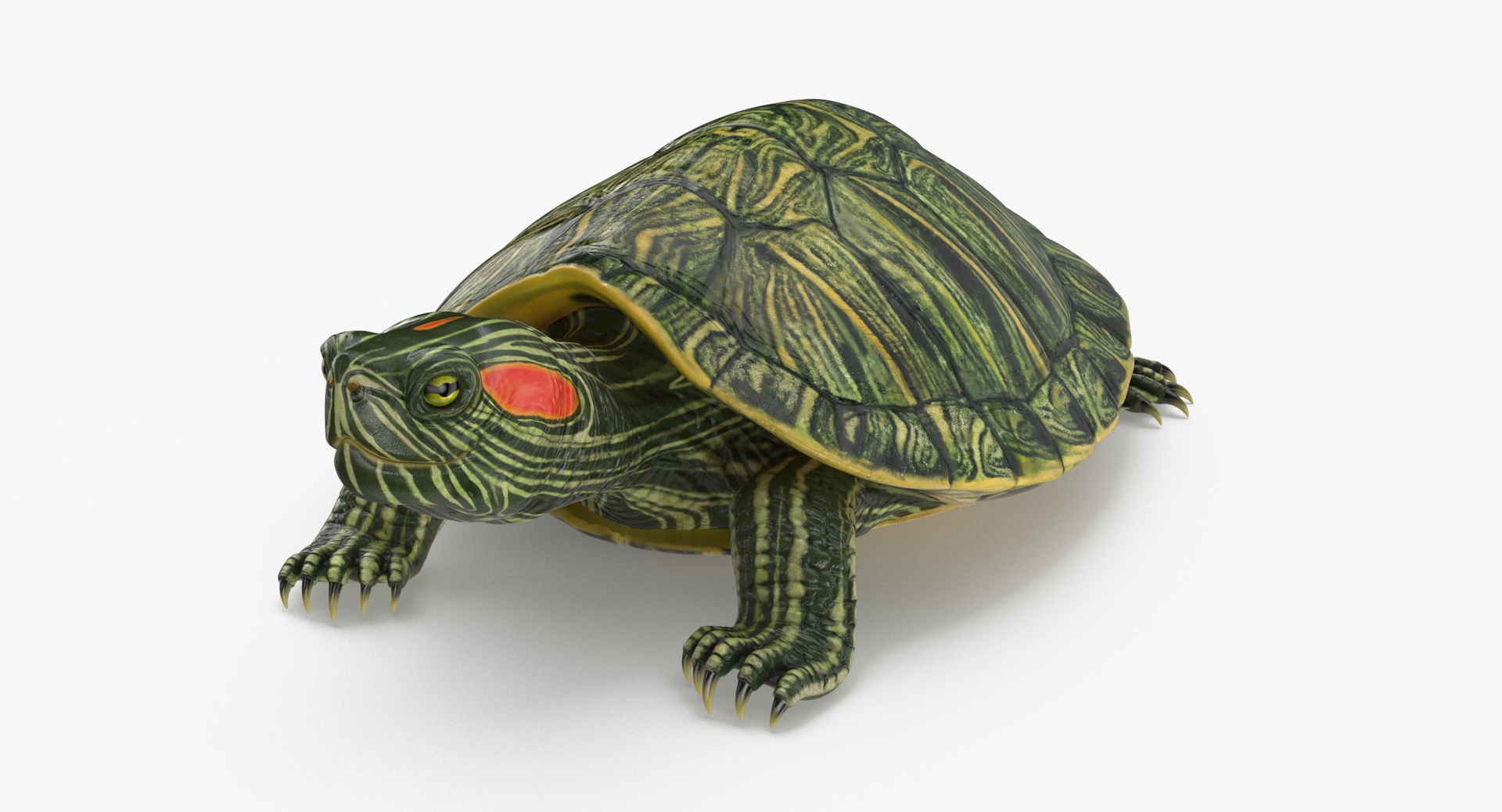 3D Red Eared Slider Model - TurboSquid 2060378