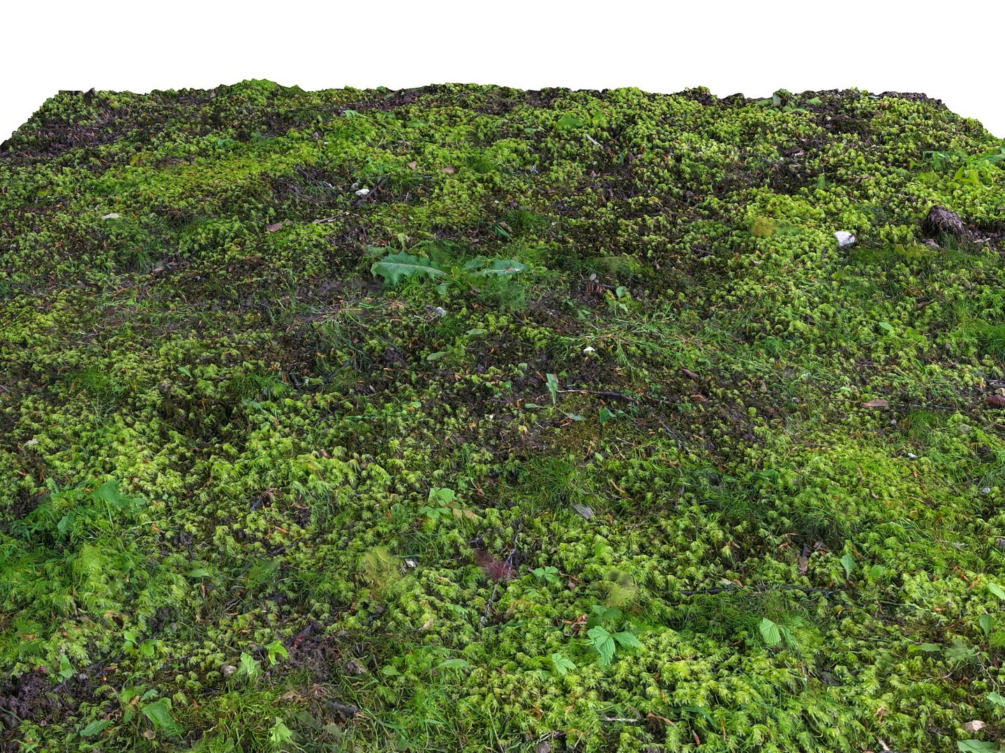 Forest Ground 16k Hd 3d Model