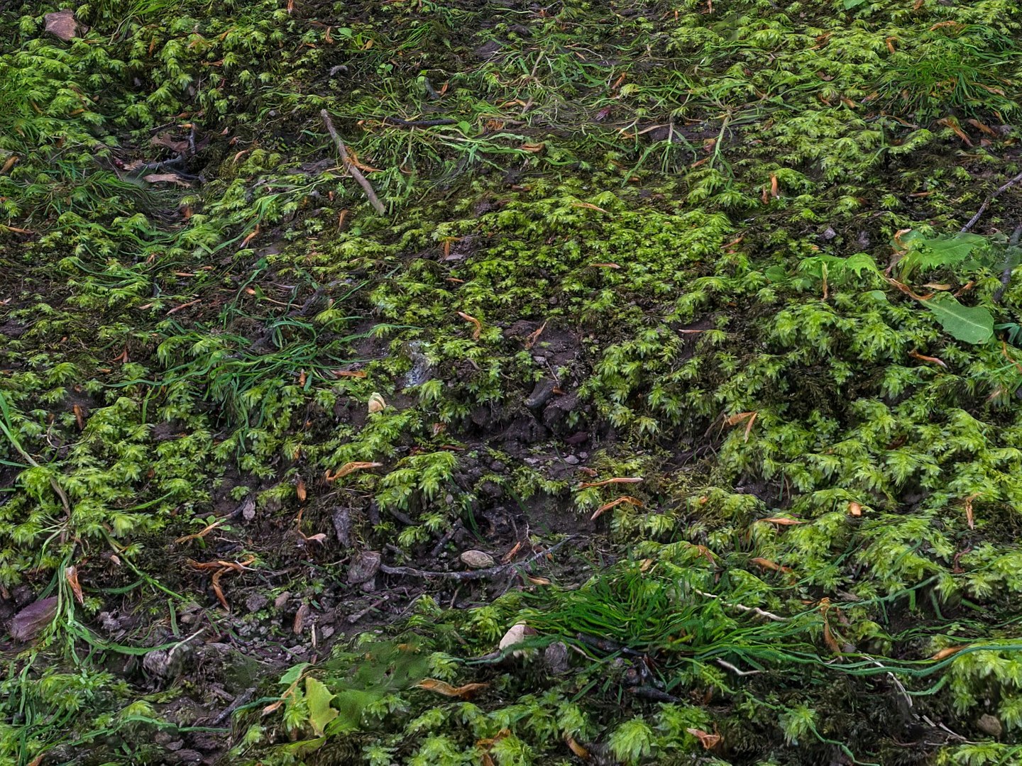 Forest Ground 16k Hd 3d Model