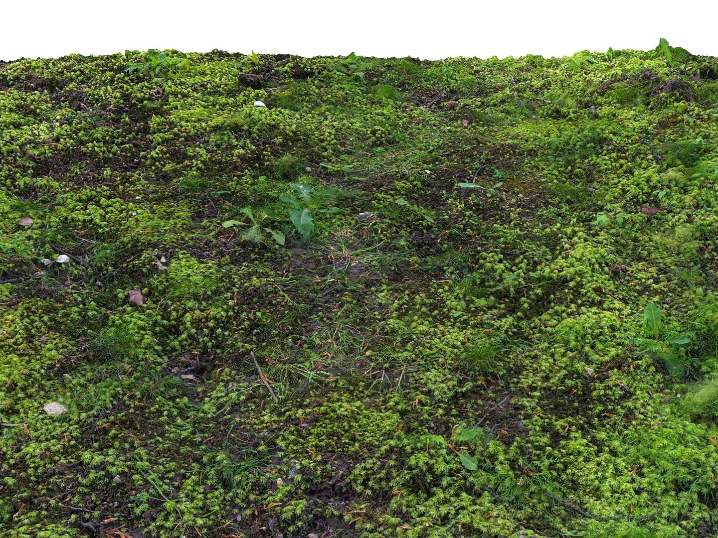 Forest Ground 16k Hd 3d Model