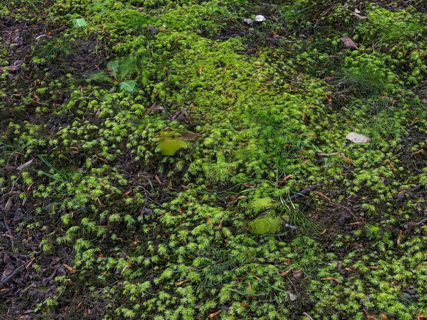 Forest Ground 16k Hd 3d Model