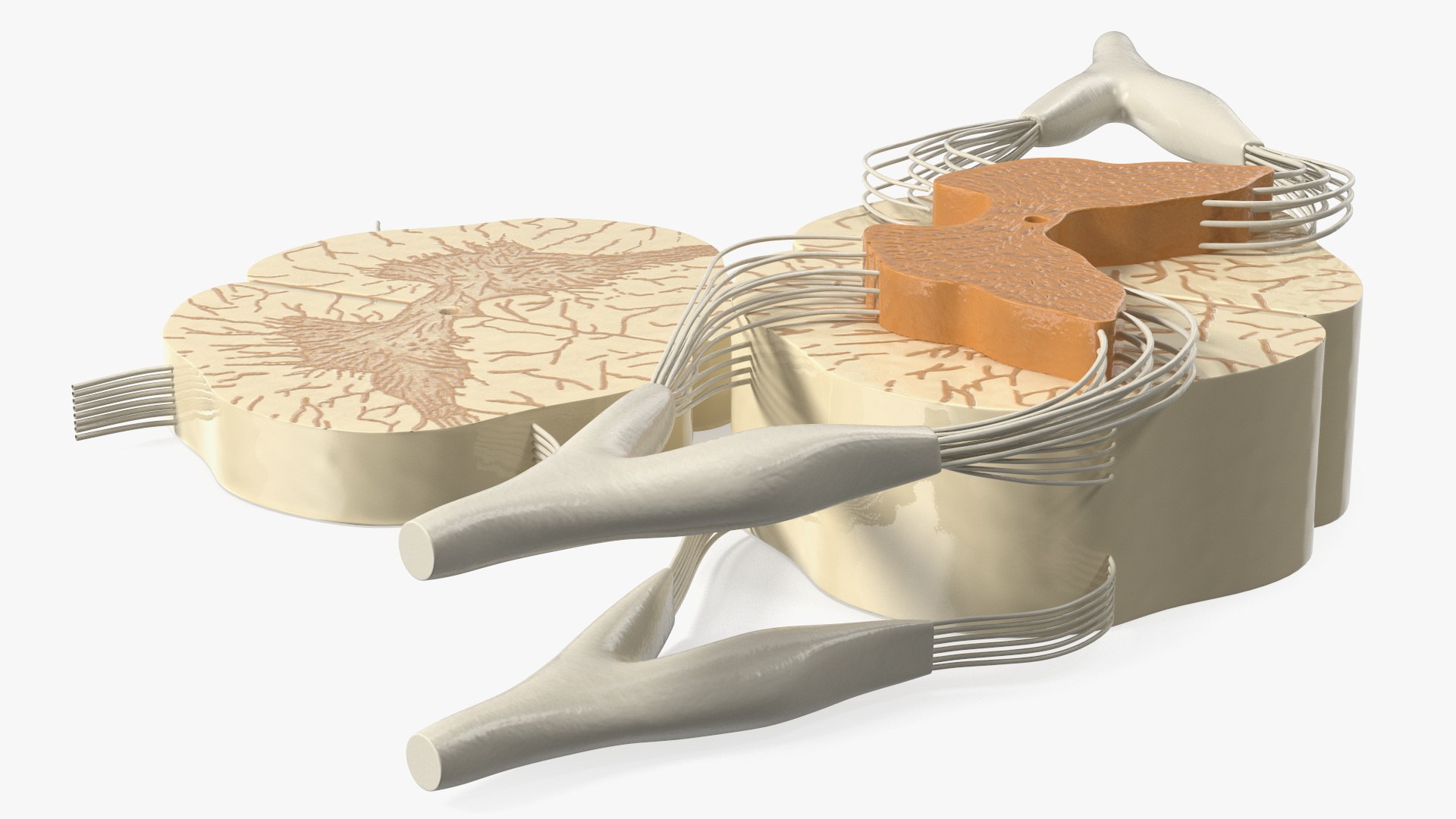 3D Model Gross Anatomy Of Spinal Nerves - TurboSquid 2193345