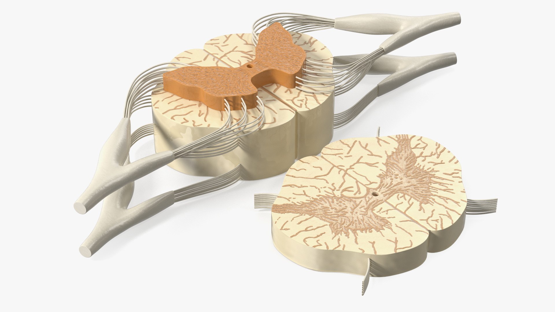 3D Model Gross Anatomy Of Spinal Nerves - TurboSquid 2193345