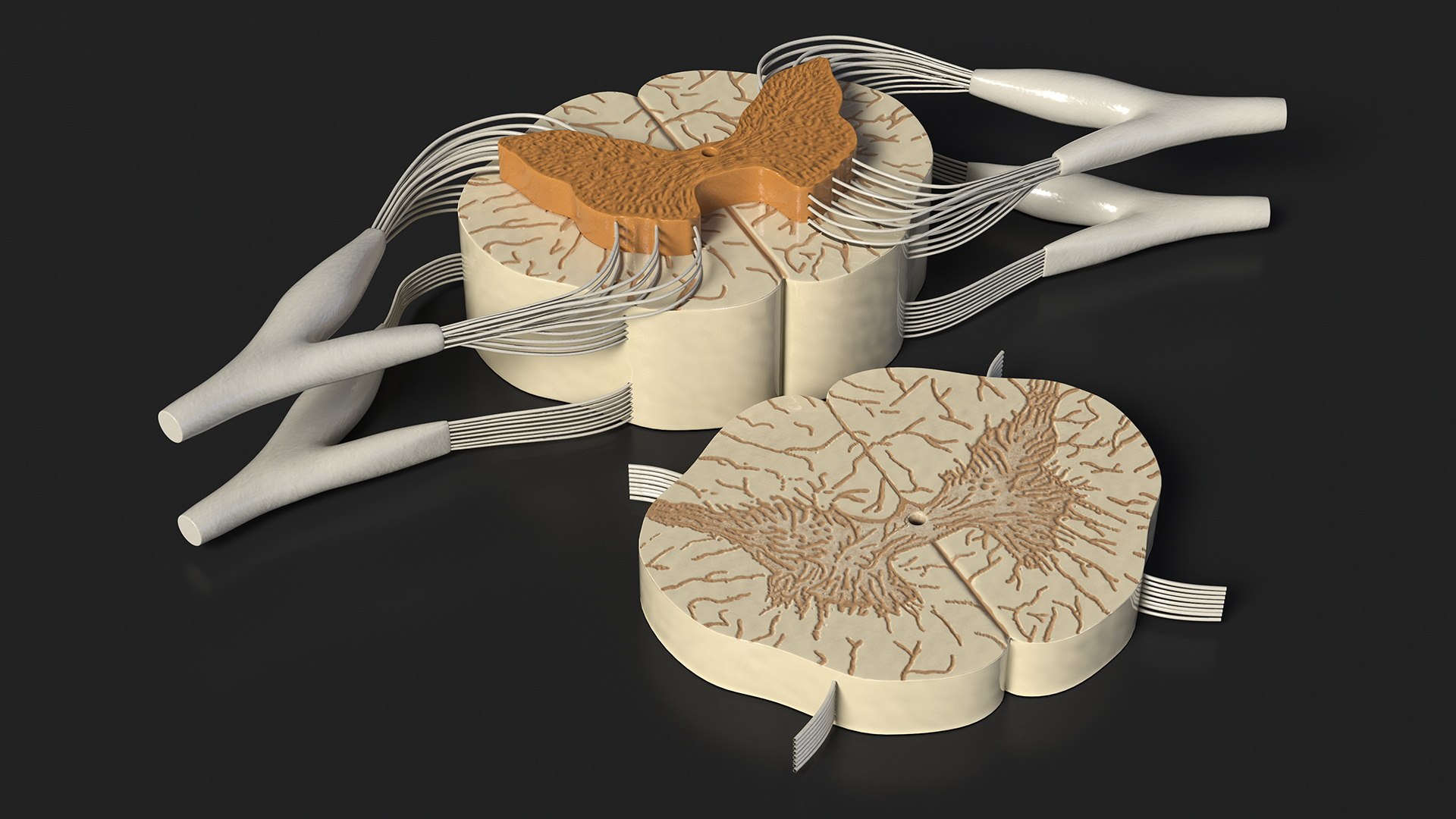 3D Model Gross Anatomy Of Spinal Nerves - TurboSquid 2193345