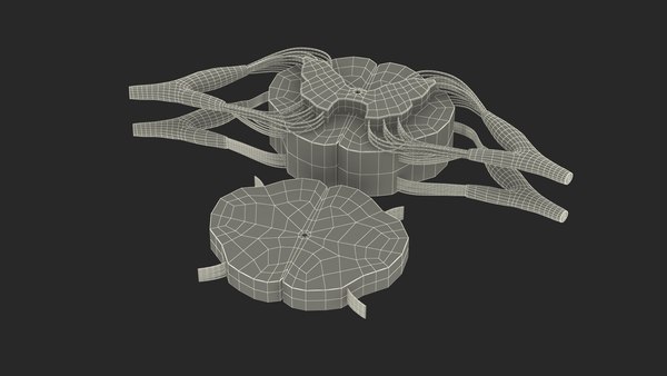 modelo 3d Anatomía macroscópica de los nervios espinales - TurboSquid ...