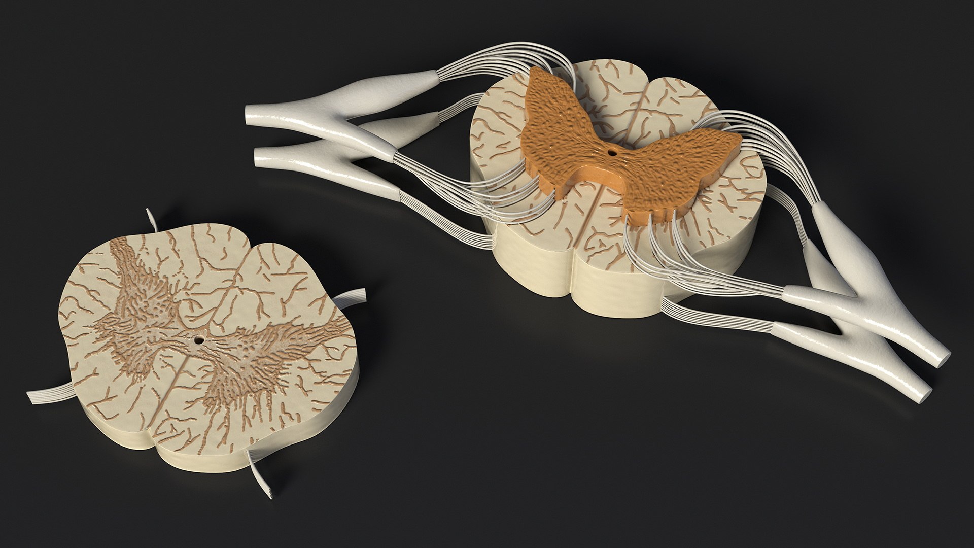 3D Model Gross Anatomy Of Spinal Nerves - TurboSquid 2193345