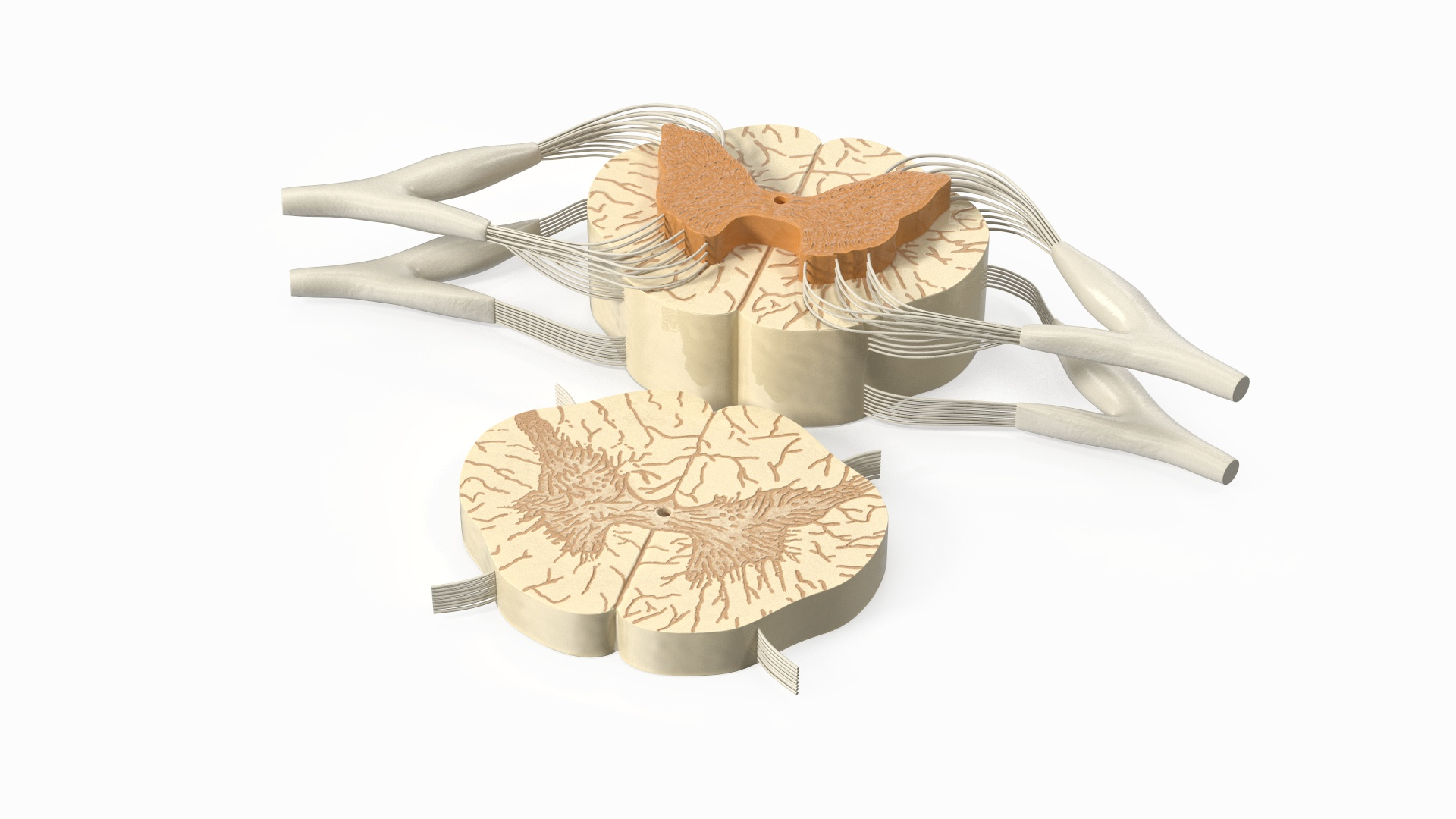 3D Model Gross Anatomy Of Spinal Nerves - TurboSquid 2193345