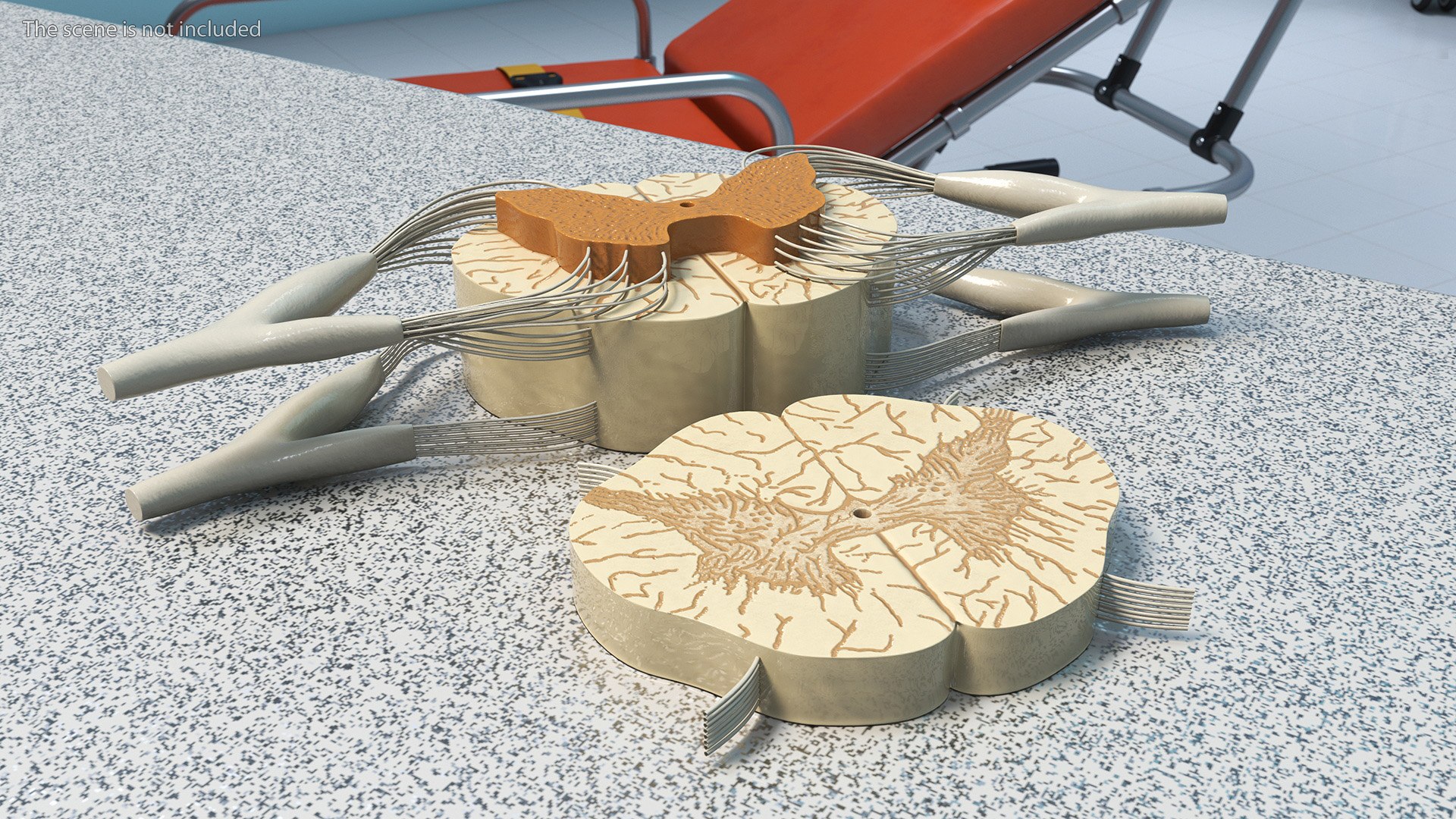 3D Model Gross Anatomy Of Spinal Nerves - TurboSquid 2193345