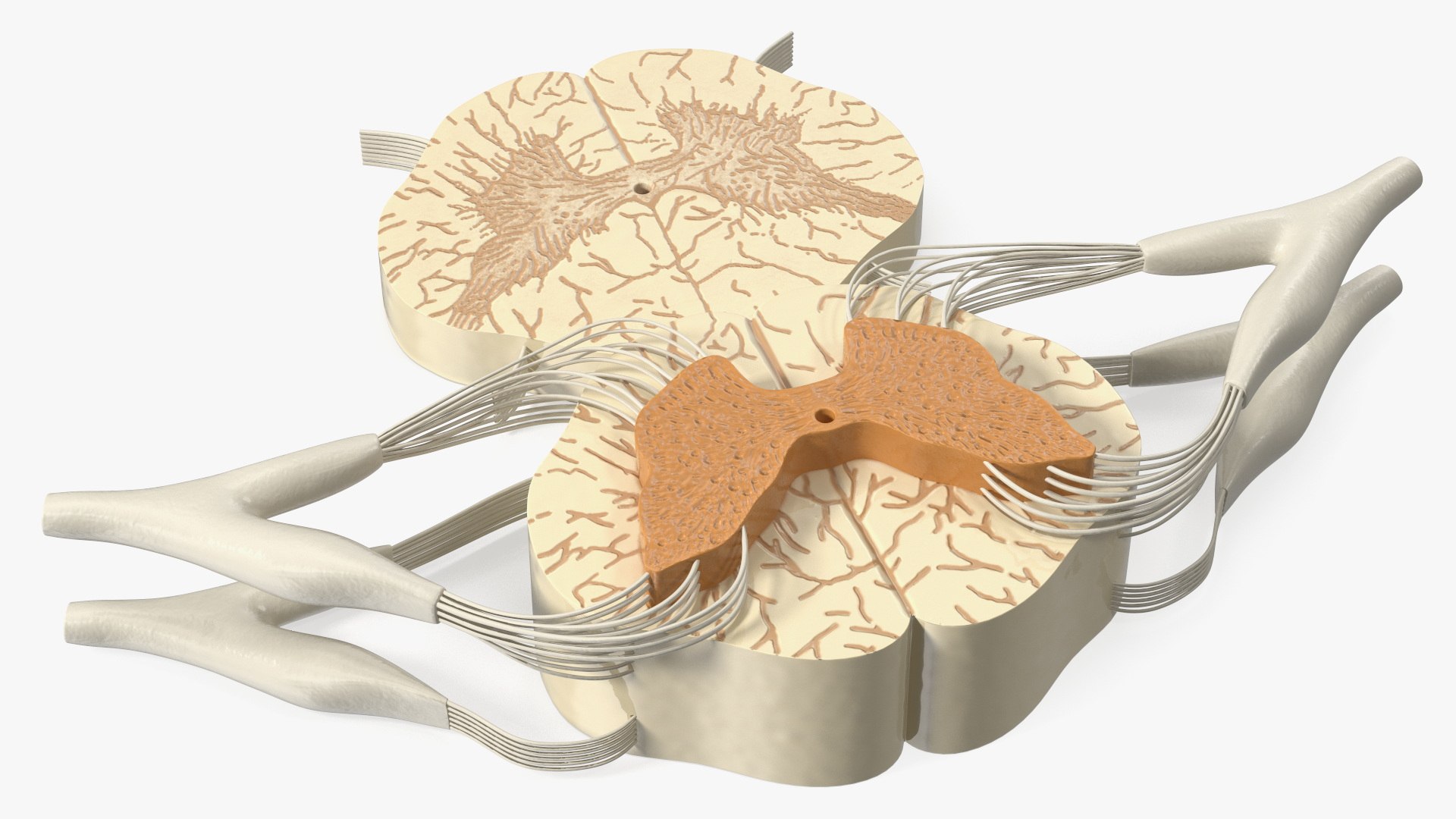 3D Model Gross Anatomy Of Spinal Nerves - TurboSquid 2193345