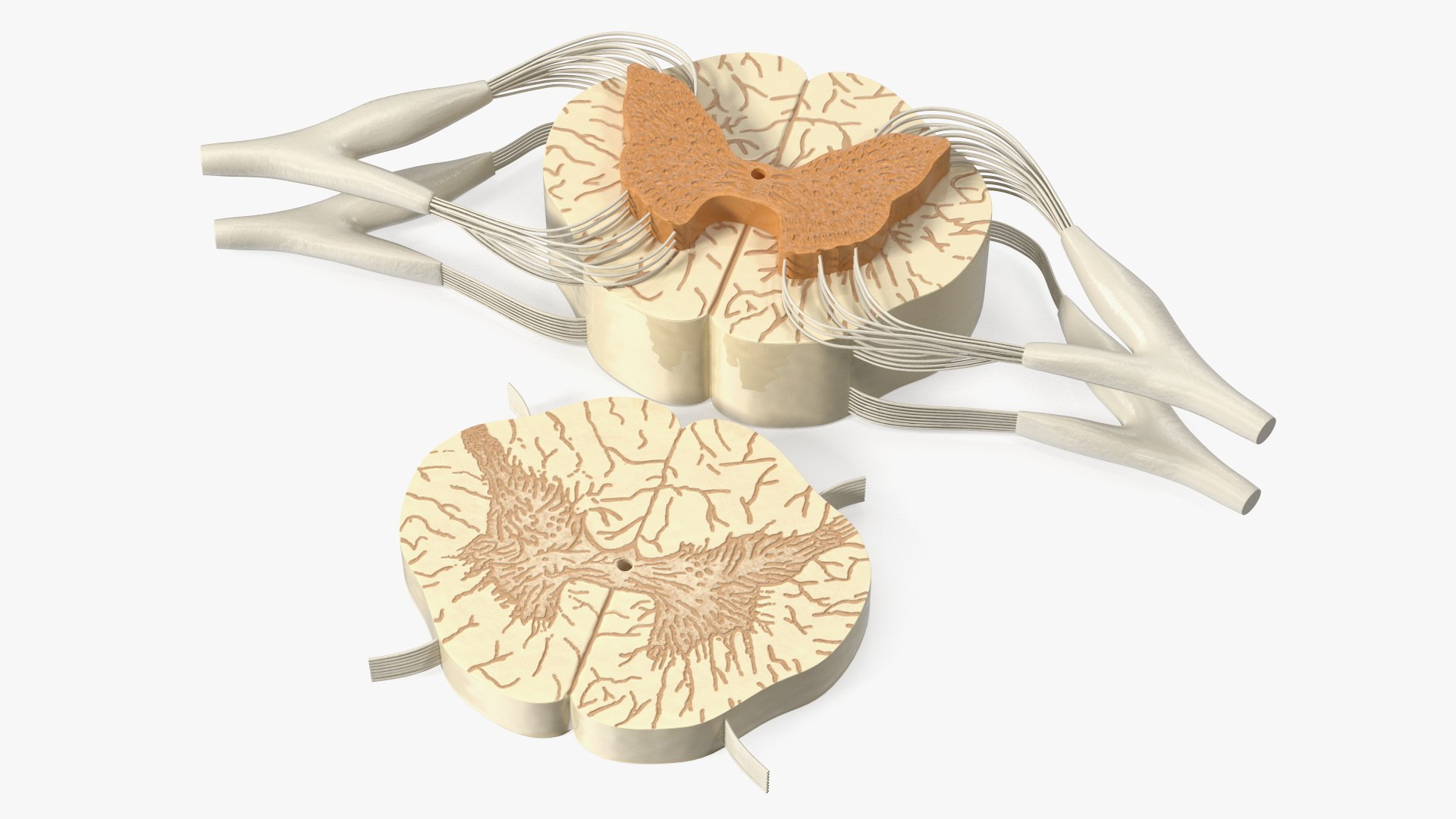 Spinal Cord Nerves Model 3D Model Gross Anatomy Of Spinal Nerves