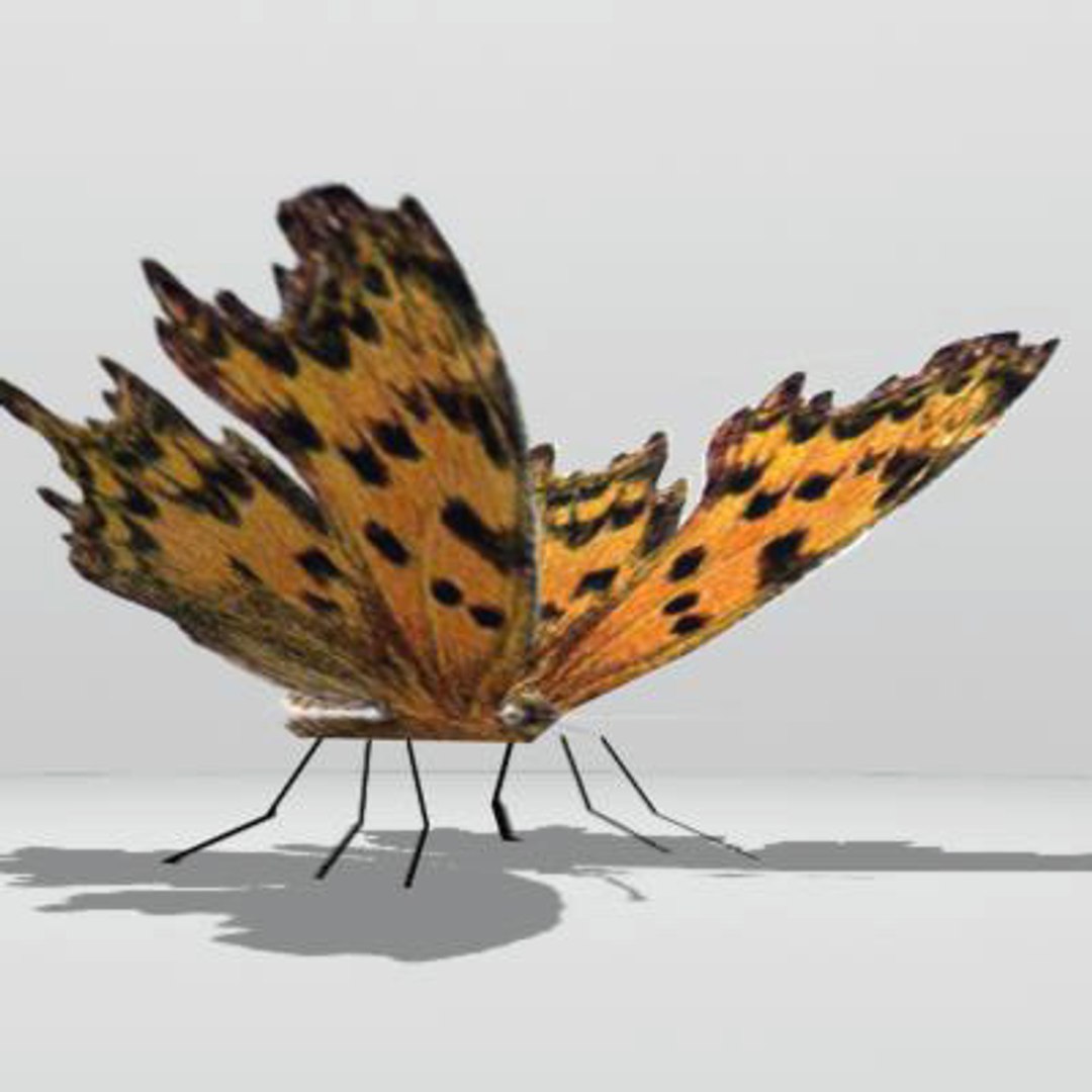 Butterfly 3d Model