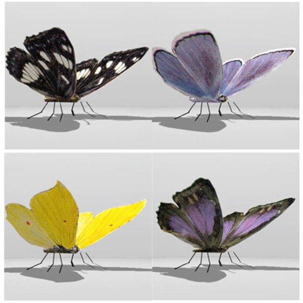butterfly 3d model