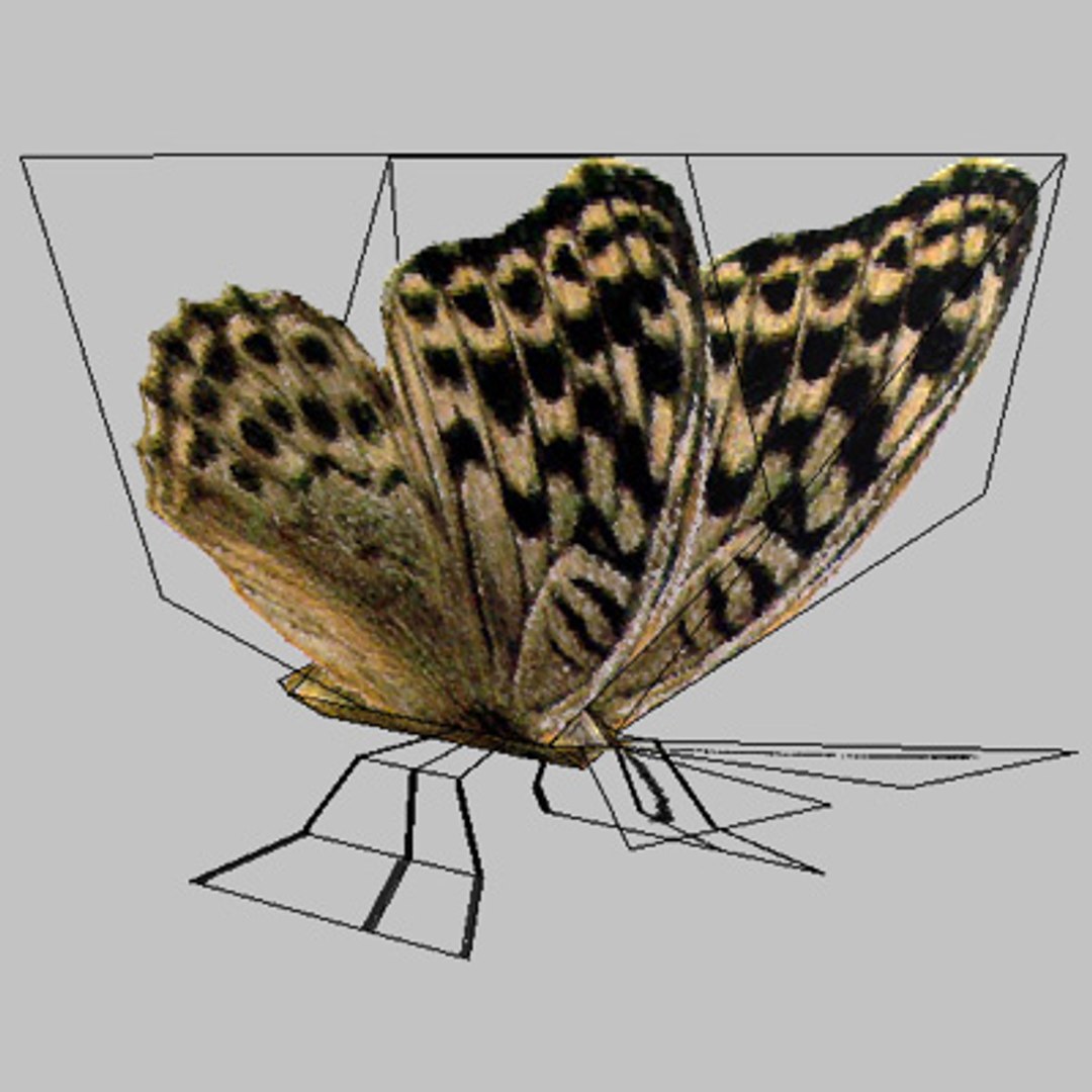 Butterfly 3d Model