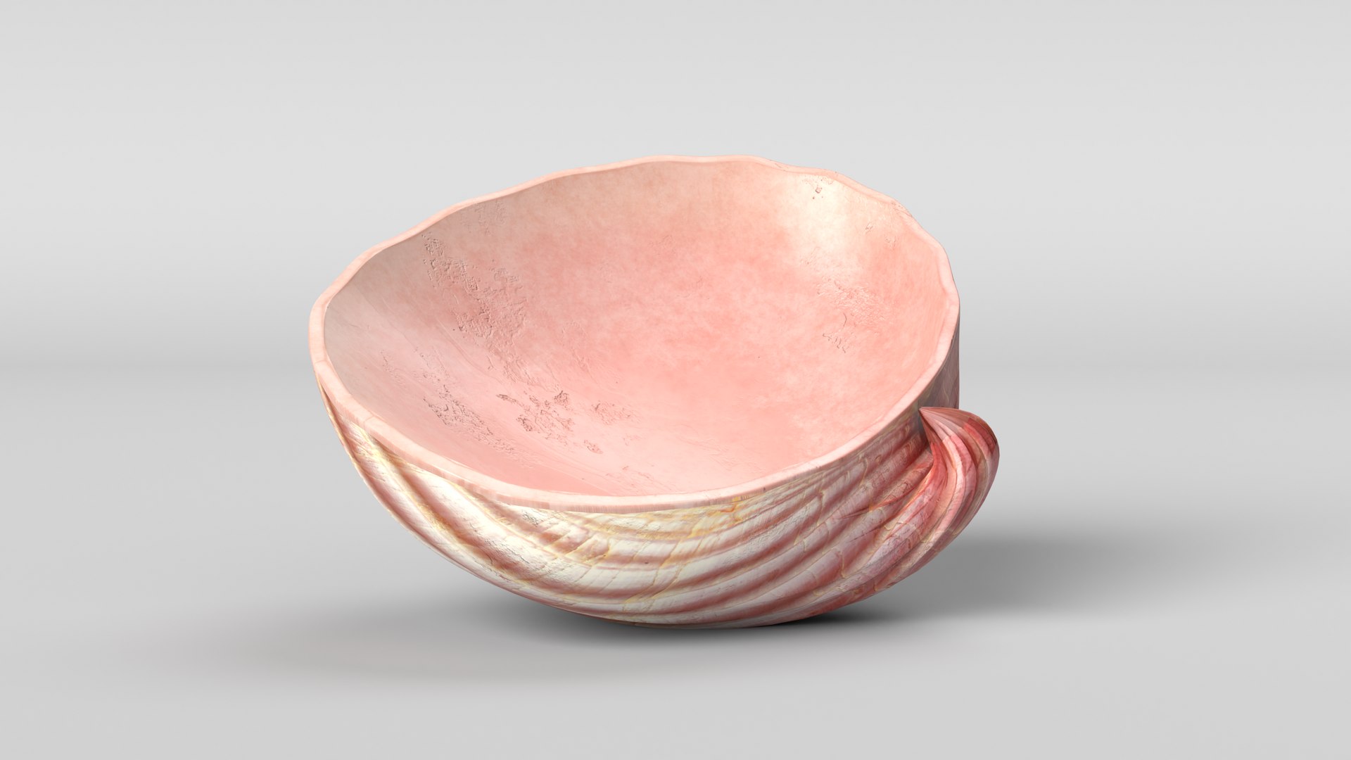 Seashell shell sea model - TurboSquid 1670869