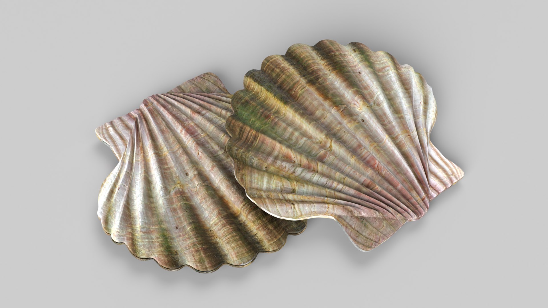 Seashell shell sea model - TurboSquid 1670869
