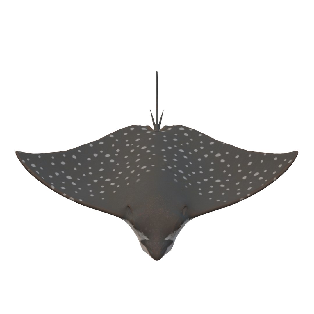 Stingray 3D - TurboSquid 2301608