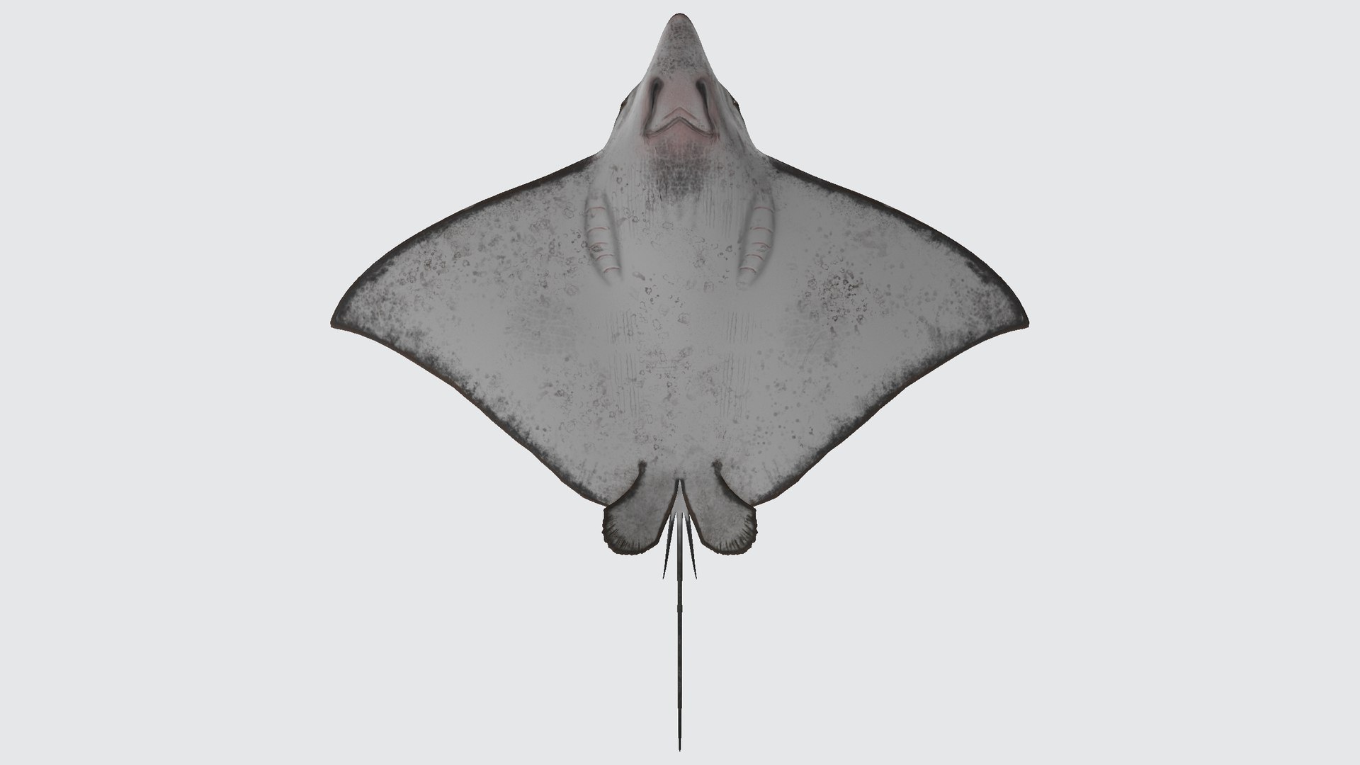 Stingray 3D - TurboSquid 2301608