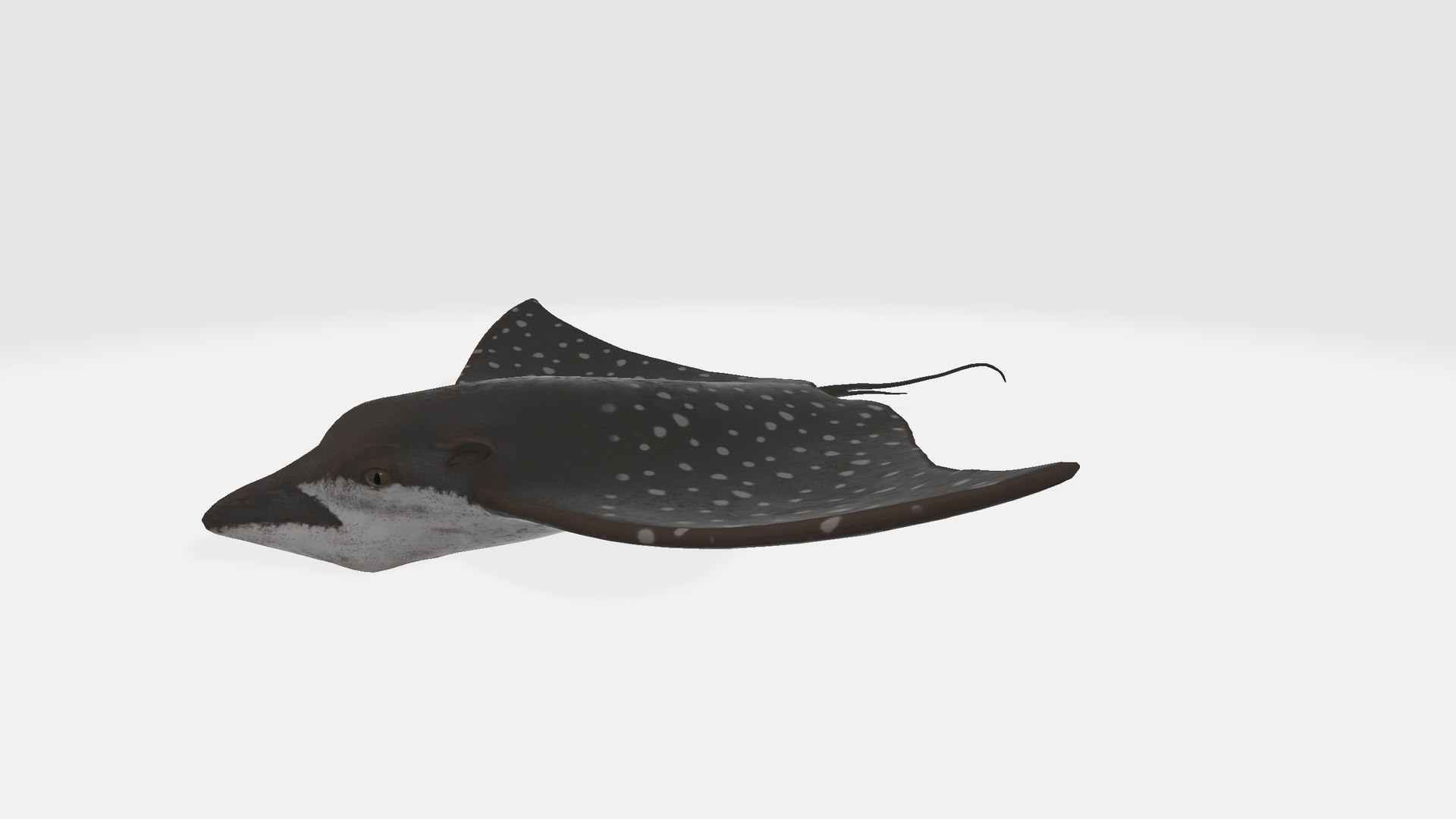 Stingray 3D - TurboSquid 2301608
