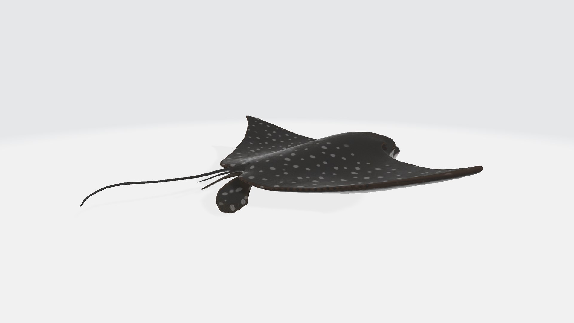 Stingray 3D - TurboSquid 2301608