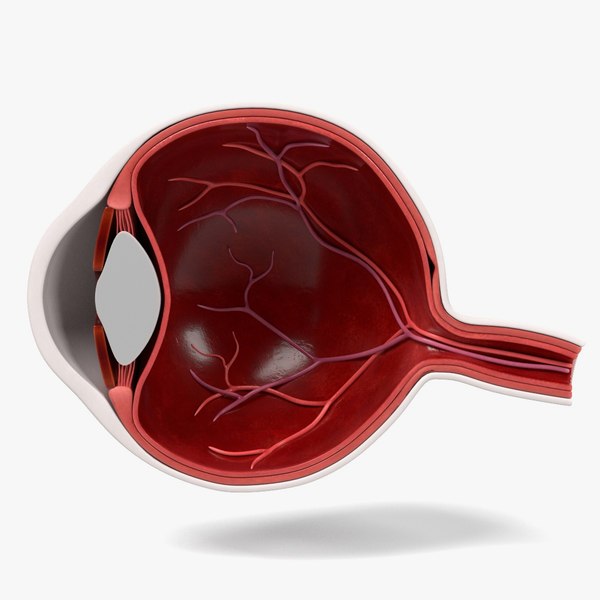 Free Blender Eye Models | TurboSquid