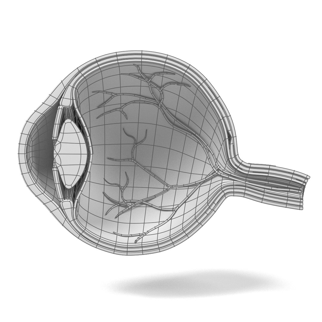 3d Model Eye Section