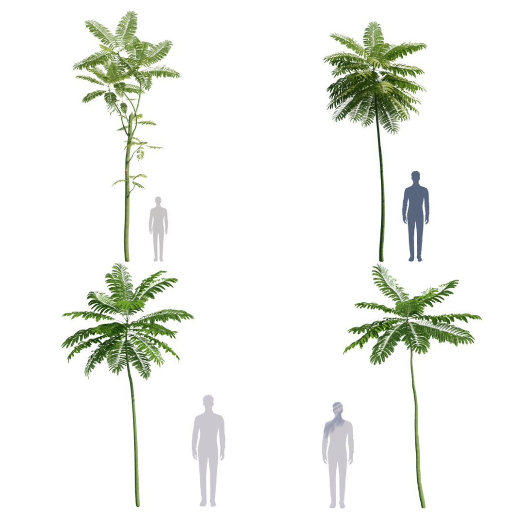 Schizolobium Parahyba 3D Model - TurboSquid 2001415