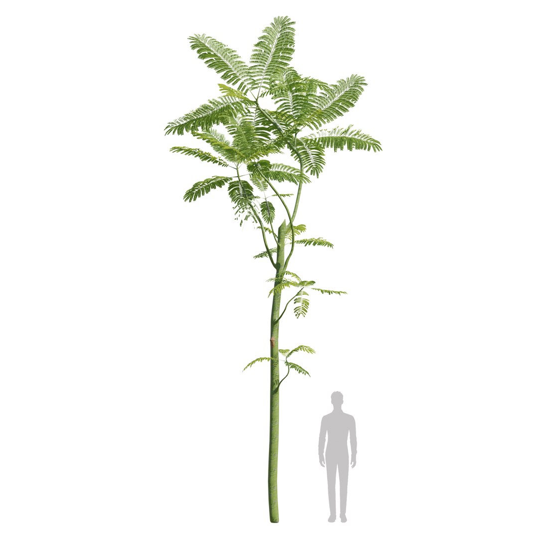 Schizolobium Parahyba 3D Model - TurboSquid 2001415