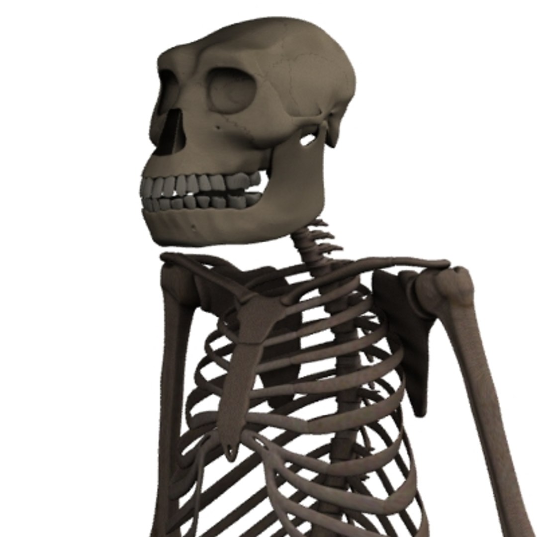 australopithecus afarensis skeleton 3d model
