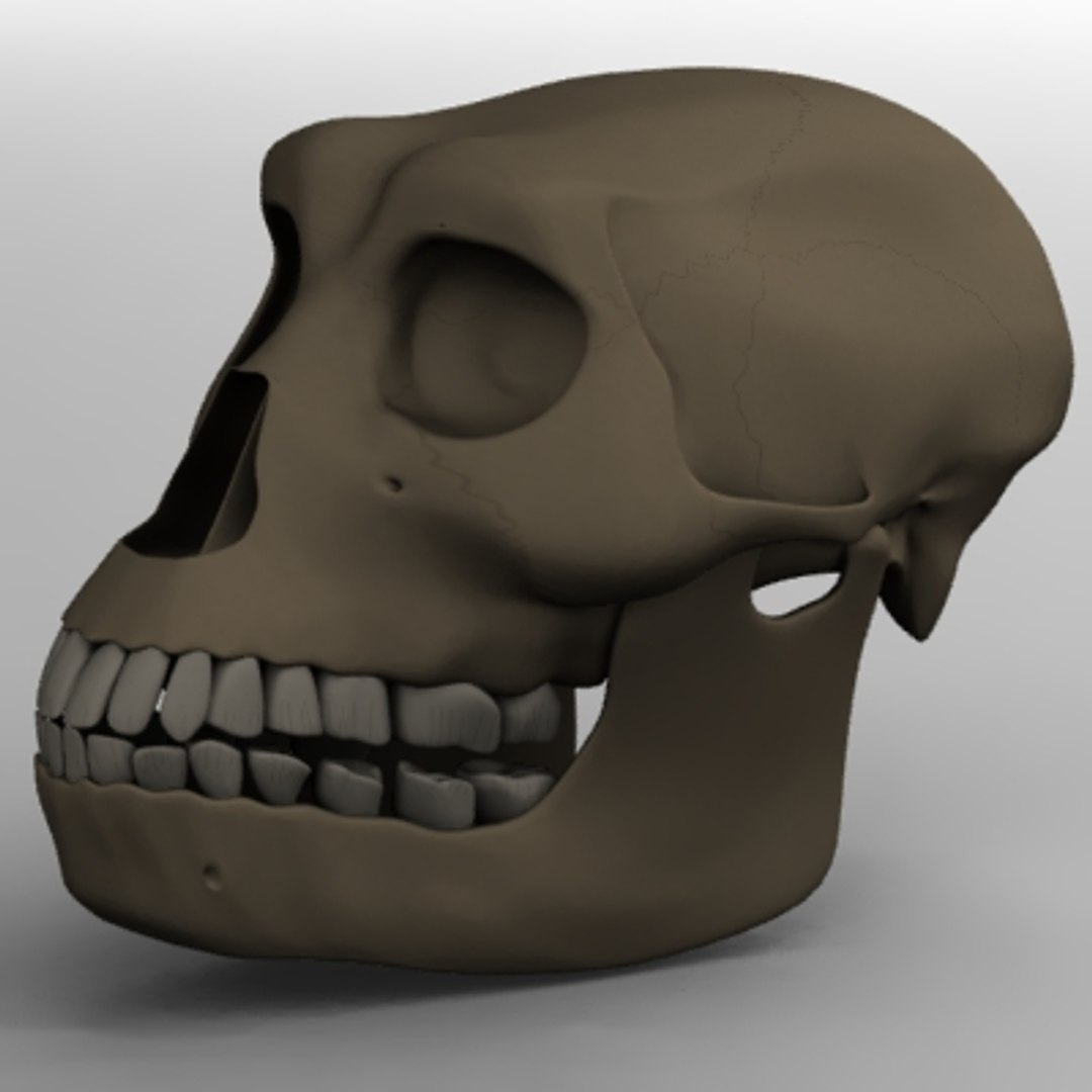 australopithecus afarensis skeleton 3d model