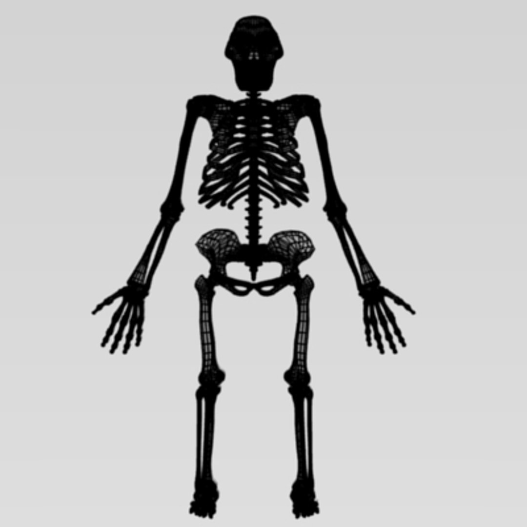 australopithecus afarensis skeleton 3d model