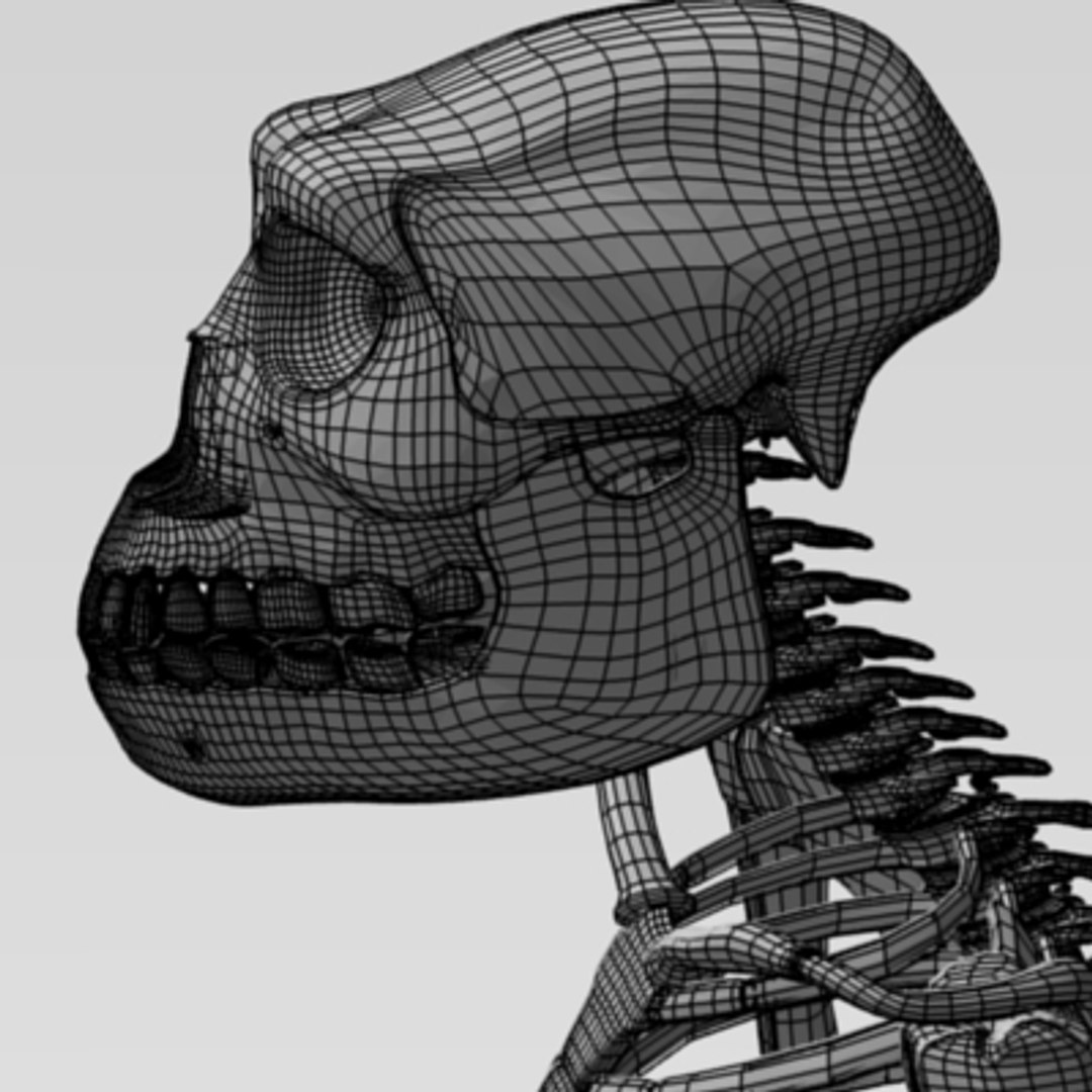 australopithecus afarensis skeleton 3d model