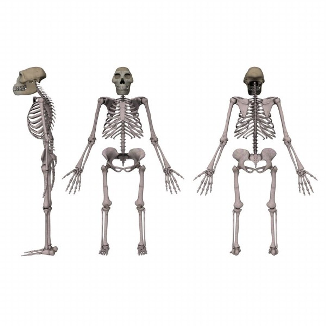 australopithecus afarensis skeleton 3d model
