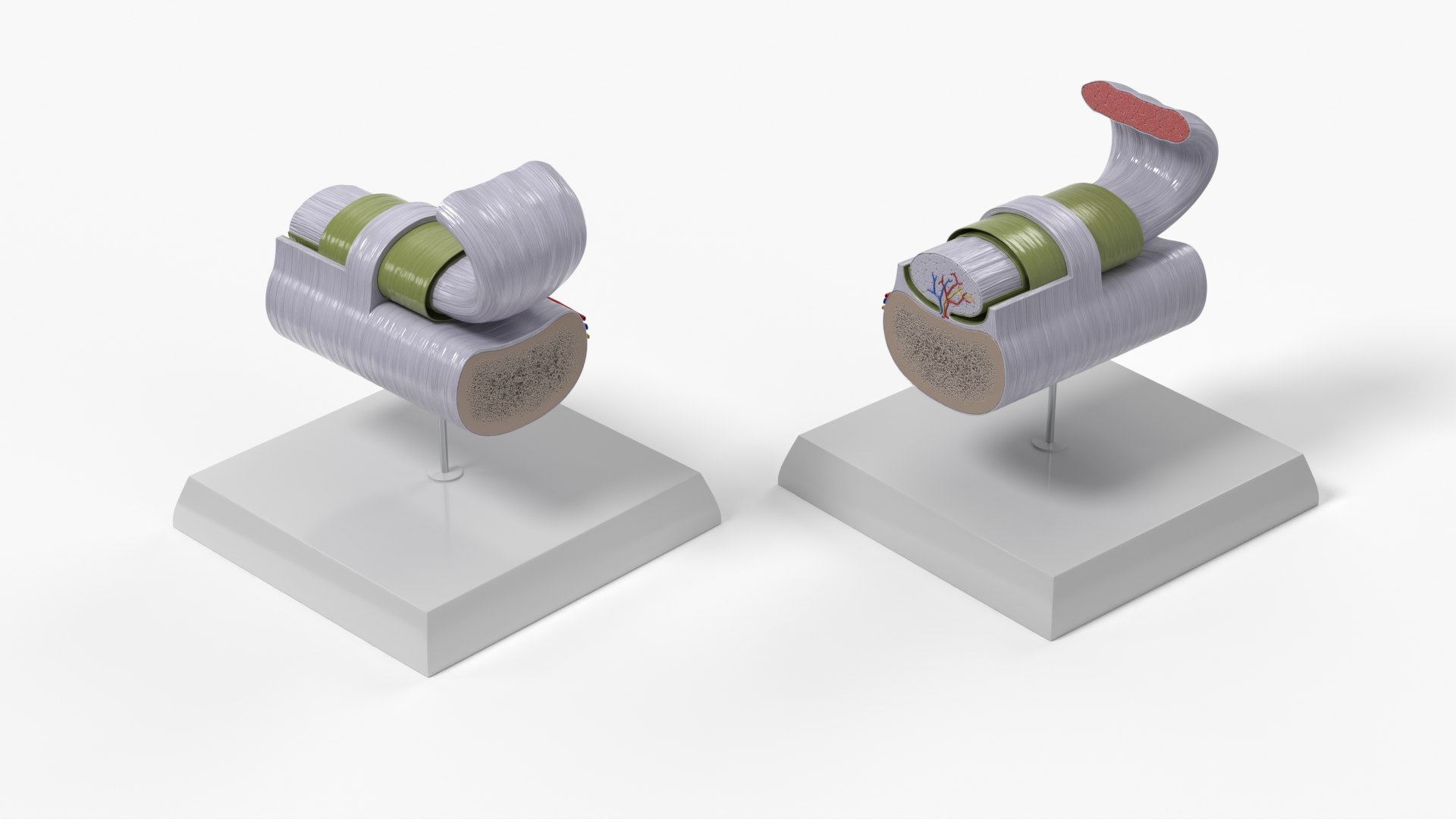 3D Fibrous Tendon Sheath Anatomy Layered On Stand - TurboSquid 2509293